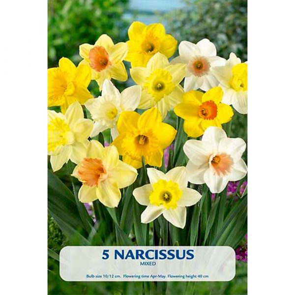 KUKKASIPULI 3kpl NARSISSI MIXED » LÖYTÖTEX